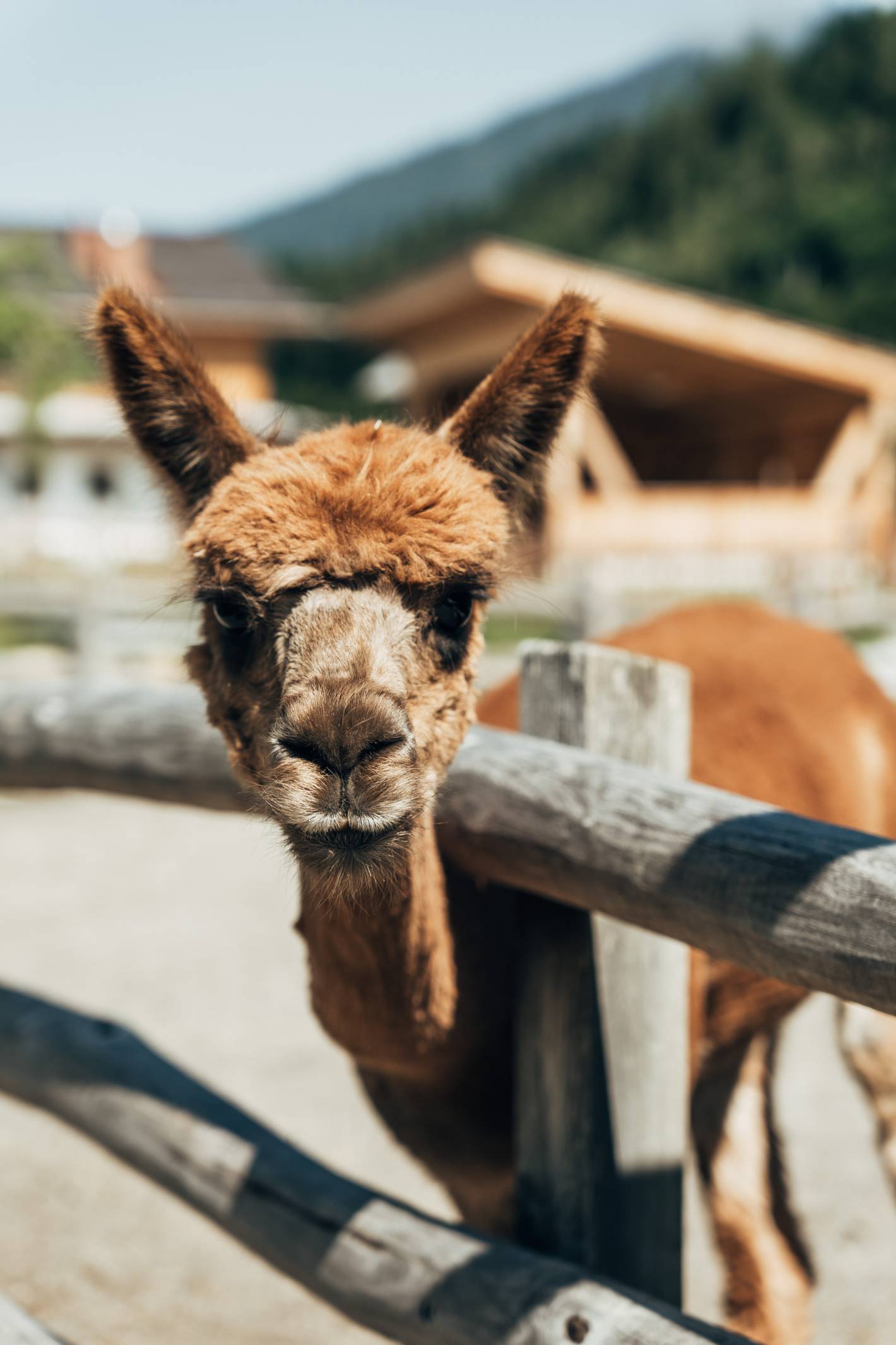 miniGUT | Children's farm in Leogang - Naturhotel Forsthofgut